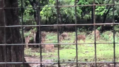 ලස්සන මුව රංචුවක් Srilanka Share Beautiful Country Youtube