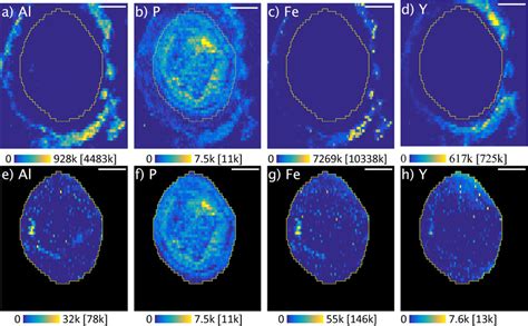 Scaled La Icp Ms Elemental Maps Arbitrary Unit For Al P Fe And Y Of Download Scientific