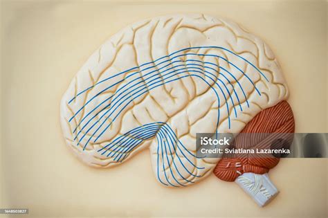 의학 수업에서 가르치기 위한 인간 두뇌의 모델 뇌의 구조 0명에 대한 스톡 사진 및 기타 이미지 0명 Mental