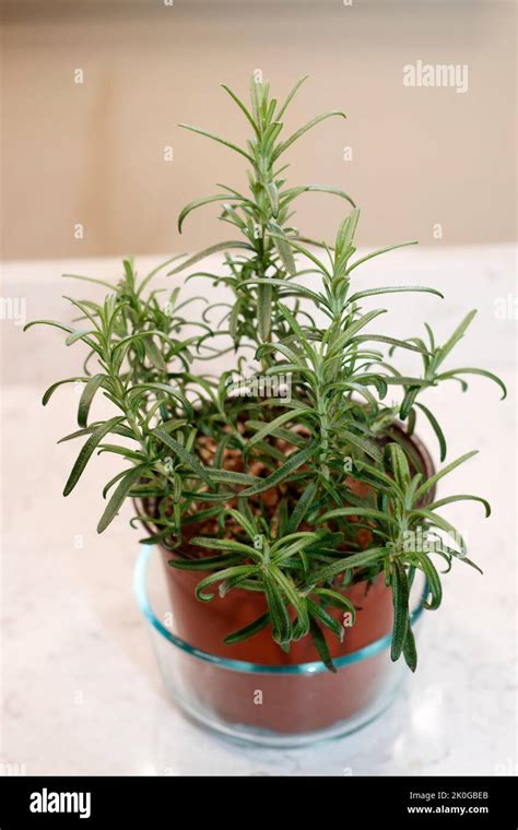 Young Rosemary Plant