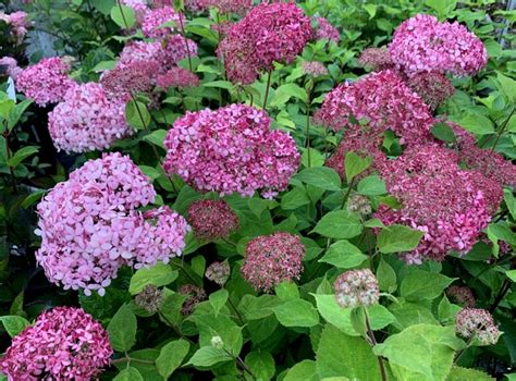 Hydrangea Arborescens Pink Annabelle Trees Shrubs Perennials Trees Shrubs