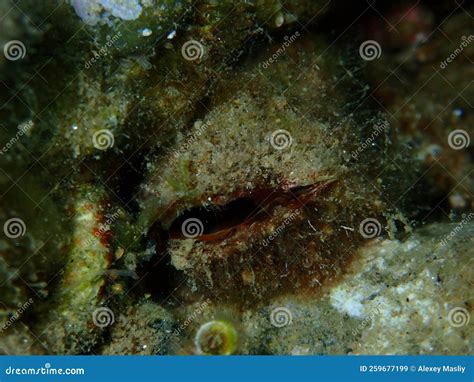 Bivalve Mollusc Noah S Ark Shell Or Noah S Ark Noah S Arch Arca Noae