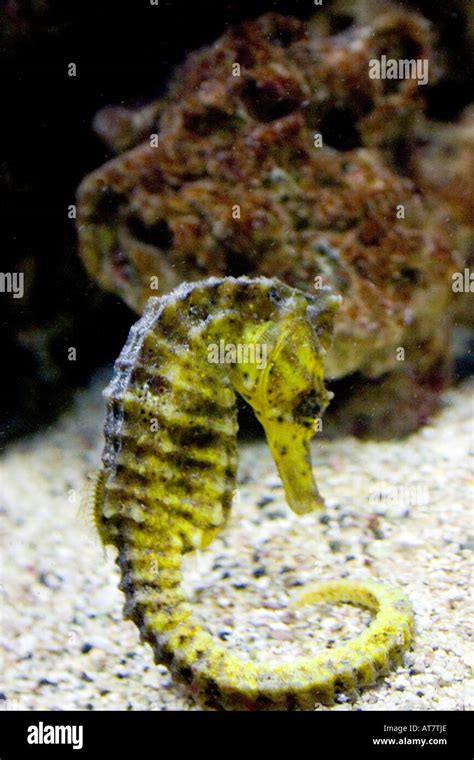Hippocampus Sp Banque De Photographies Et Dimages à Haute Résolution