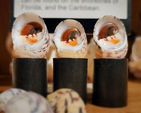 X6 Bleeding Tooth Shell Nerite Shells Oddities Curiosities