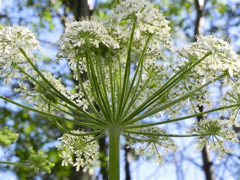 7100km Between Towns Cow Parsnip Berenklauw