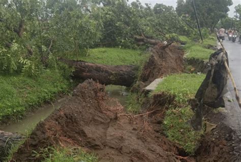 Hujan Disertai Angin Kencang Di Jombang Akibatkan Pohon Tumbang Dan 3