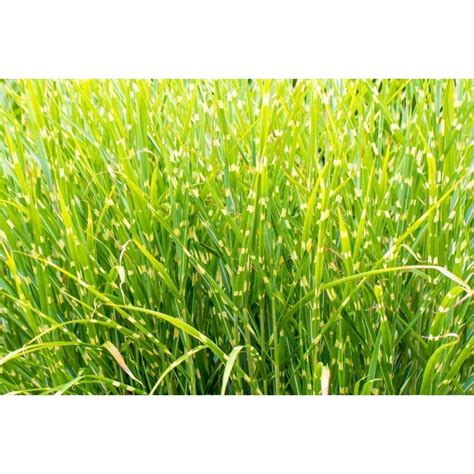 Price €155 Zebra Grass Seeds Miscanthus Sinensis Zebrinus