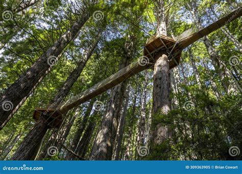 Redwood Canopy Trail Stock Image Image Of Mystery Canopy 309363905