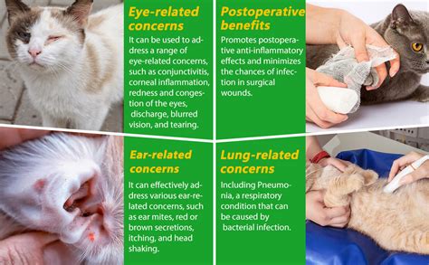 Cat Antibiotics For Infection Natural Antibiotics For