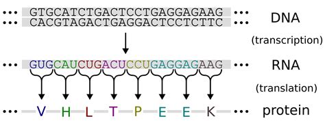 Gene Expression Wikilectures