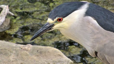 P1090062 Daniel Conroy Beam Flickr