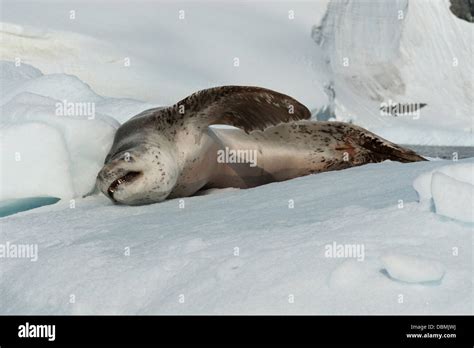 Leopard Seal Hydrurga Leptonyx Resting On Iceberg Pleneau Island Antarctic Peninsula Stock