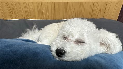 망디 미용후 첫 이부자리정리🐶 Youtube