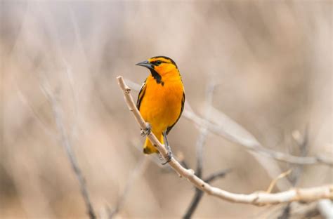 25 Birds With Orange Breasts Inc Awesome Photos