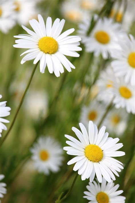 Margeriten Weiße Blumen Kostenloses Foto auf Pixabay