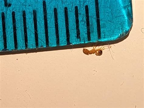 Mystery Small Ant Uk Rwhatisthisbug