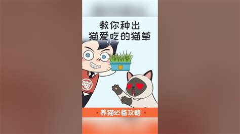 《王多喵》种猫草总是发黄发霉？快学学这几招，种出猫咪爱吃的猫草 猫草 猫咪排毛 掉毛季 ” Youtube