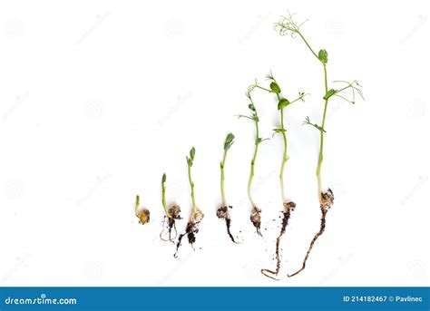 Brotes De Arveja En Diferentes Etapas De Crecimiento Imagen De Archivo