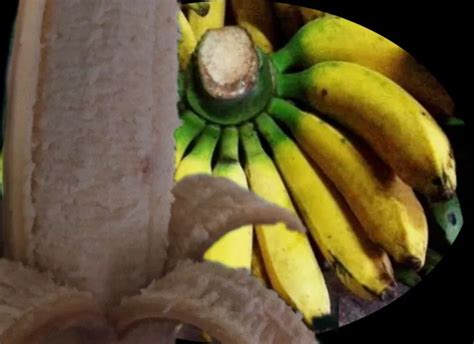Pisang Raja Bulu Super Lazada Indonesia