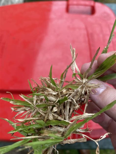 What Kind Of Grassweed Is This And What Herbicide Is Best In Fnq R