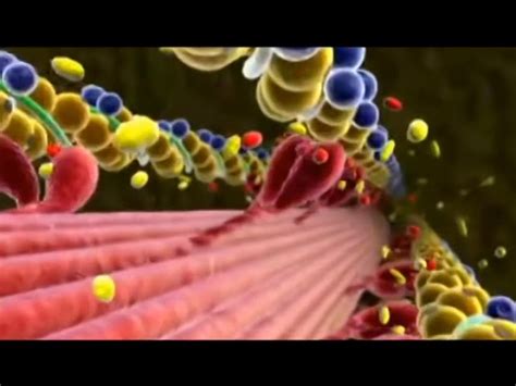 ¿cómo Se Producen Los Calambres Musculares Causas Y Prevención