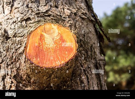 Closeup Of Cut Branch On A Tree The Cut Is Open And Gives A Look To The Brown Tree Stock Photo