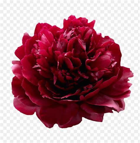 Peony Png Cutout Png And Clipart Images Toppng