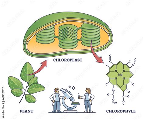 Chlorophyll And Chloroplast From Plant To Chemical Formula Outline Diagram Labeled Educational