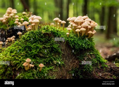 A Cluster Of Tiny Orange Mushrooms Probably Clustered Woodlover