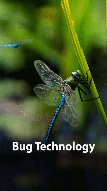 Bug Technology Videos And Resources Clickview