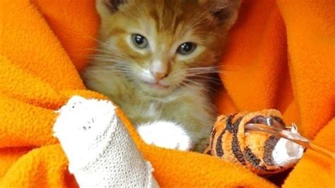Curar Una Herida Al Gato En Cinco Pasos