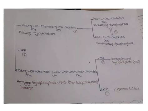 Acetate Acid Pathway Pptx
