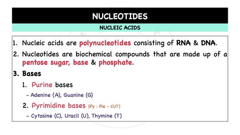 12 Nucleotides Formation Of Phosphodiester Bonds 002 The Theoretical