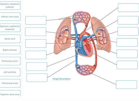 Solved Label The Structures Associated With The Pulmonary Chegg