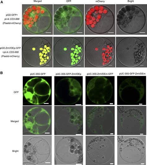 Subcellular Localization Of Zmvde In Maize Protoplasts A Maize