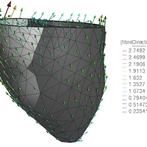 Myocardial Fibre Orientation Of A Bi Ventricular Model Download