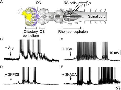 Figure 1 From A Novel Neural Substrate For The Transformation Of Olfactory Inputs Into Motor
