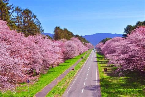 우린 이제 다 끝났는데… 이제 시작이라는 일본 벚꽃 여행지 5 네이트뷰