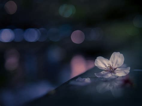 Cherry Blossoms 2015 On Behance