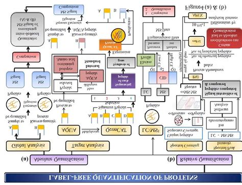 Major Approaches And Steps Involved In Label Free Proteomics A