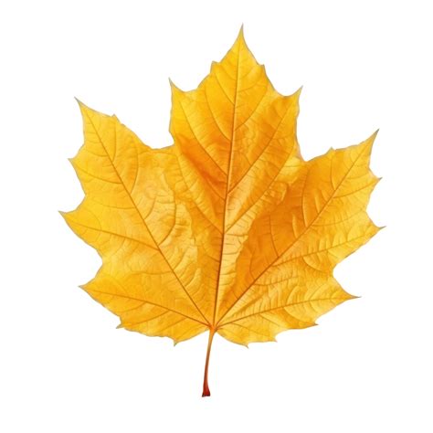 Autumn Falling Leaf Isolated 26748735 Png