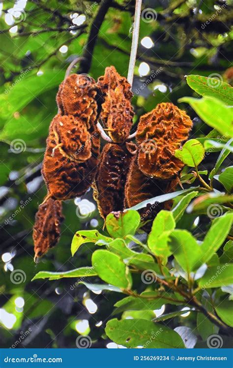 Seed Pod Of Wild Tropical Tree Native Plant Of Costa Rica Jungle Stock