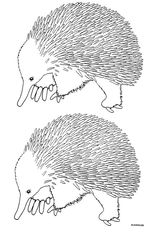 Echidna Coloring Pages Coloring Pages