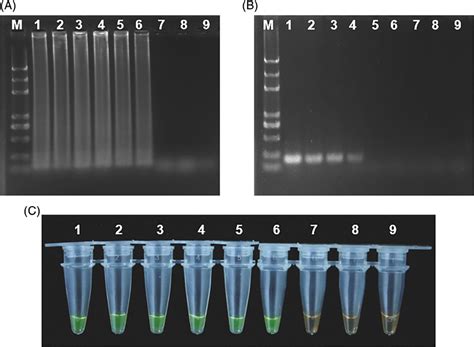 Sensitivity Of Lamp Assay Compared With The Conventional Pcr A Lamp