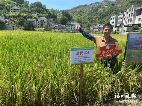 福建低糖功能性水稻品种选育取得新突破 中国福建三农网