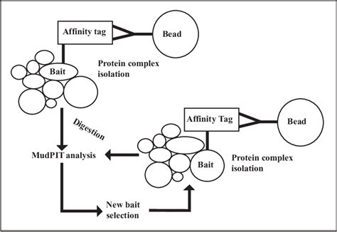 Figure 1 From Technique Review Utilisation Of Proteomics Datasets