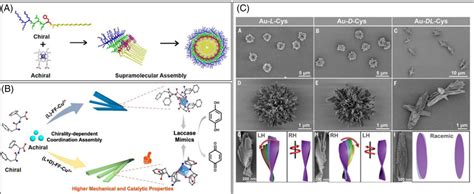 A The Supramolecular Co‐assembly Between Chiral Peptide Amphiphiles Download Scientific