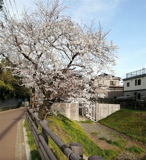 隠れた桜の名所見沼通船堀 りんりんナビゲーター