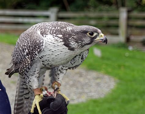 Bird Photos Hawk Bird Of Prey 3198