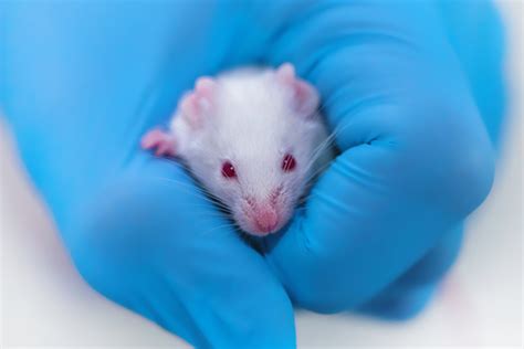 Mouse Whole Exome Sequencing Mwes Novogene